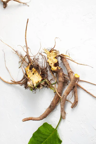 Imágenes de Raíz de muelle amarillo libres de derechos | Depositphotos