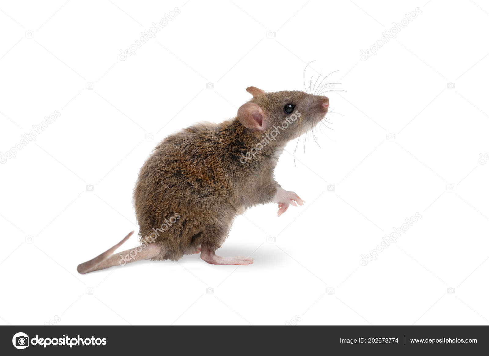Mouse Standing On Hind Legs