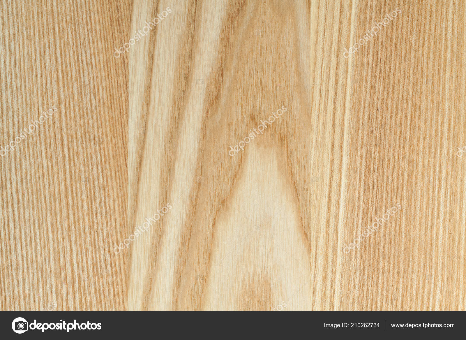 Texture Beech Tree Close — Stock Photo © inspired_by_the_light #210262734