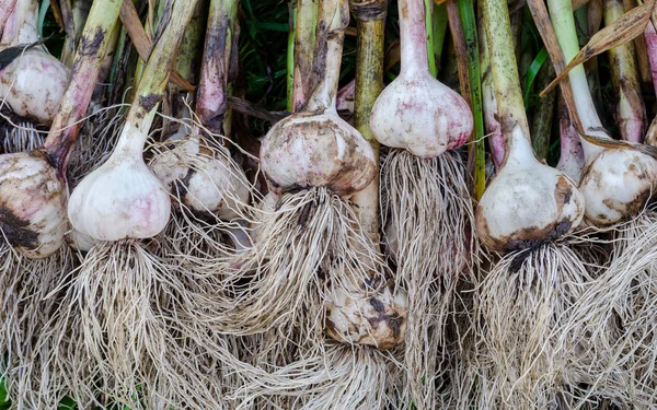 Garlic Stock Photos, Royalty Free Garlic Images | Depositphotos