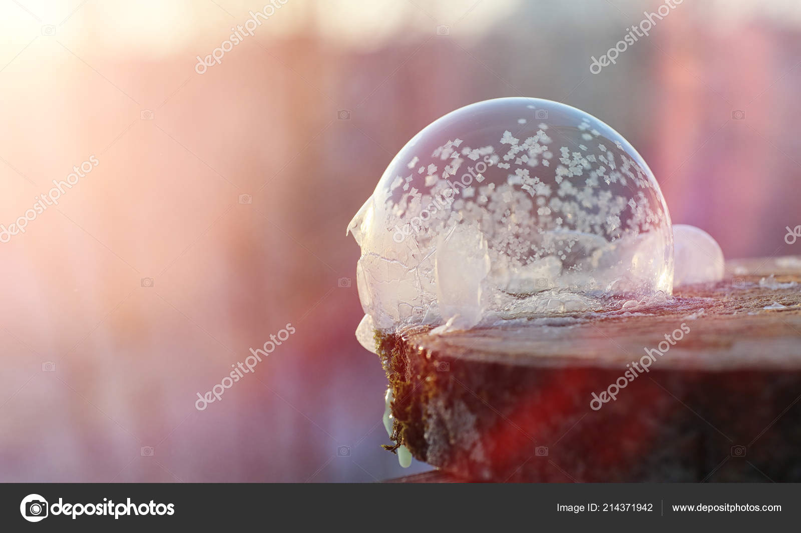 Soap bubbles freeze in the cold. Winter soapy water freezes in t ...