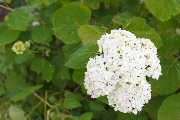 Roble flower Stock Photos, Royalty Free Roble flower Images | Depositphotos