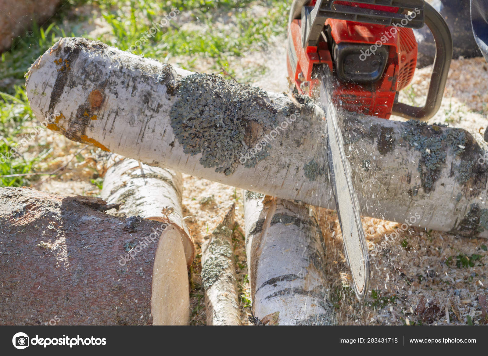 Cut the logs with a chainsaw to prepare firewood — Stock Photo ...