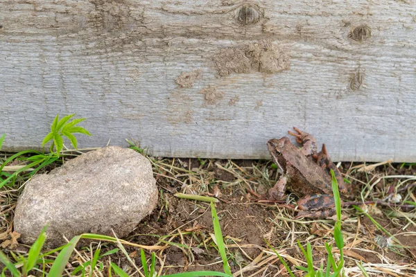 Animal poop Stock Photos, Royalty Free Animal poop Images | Depositphotos