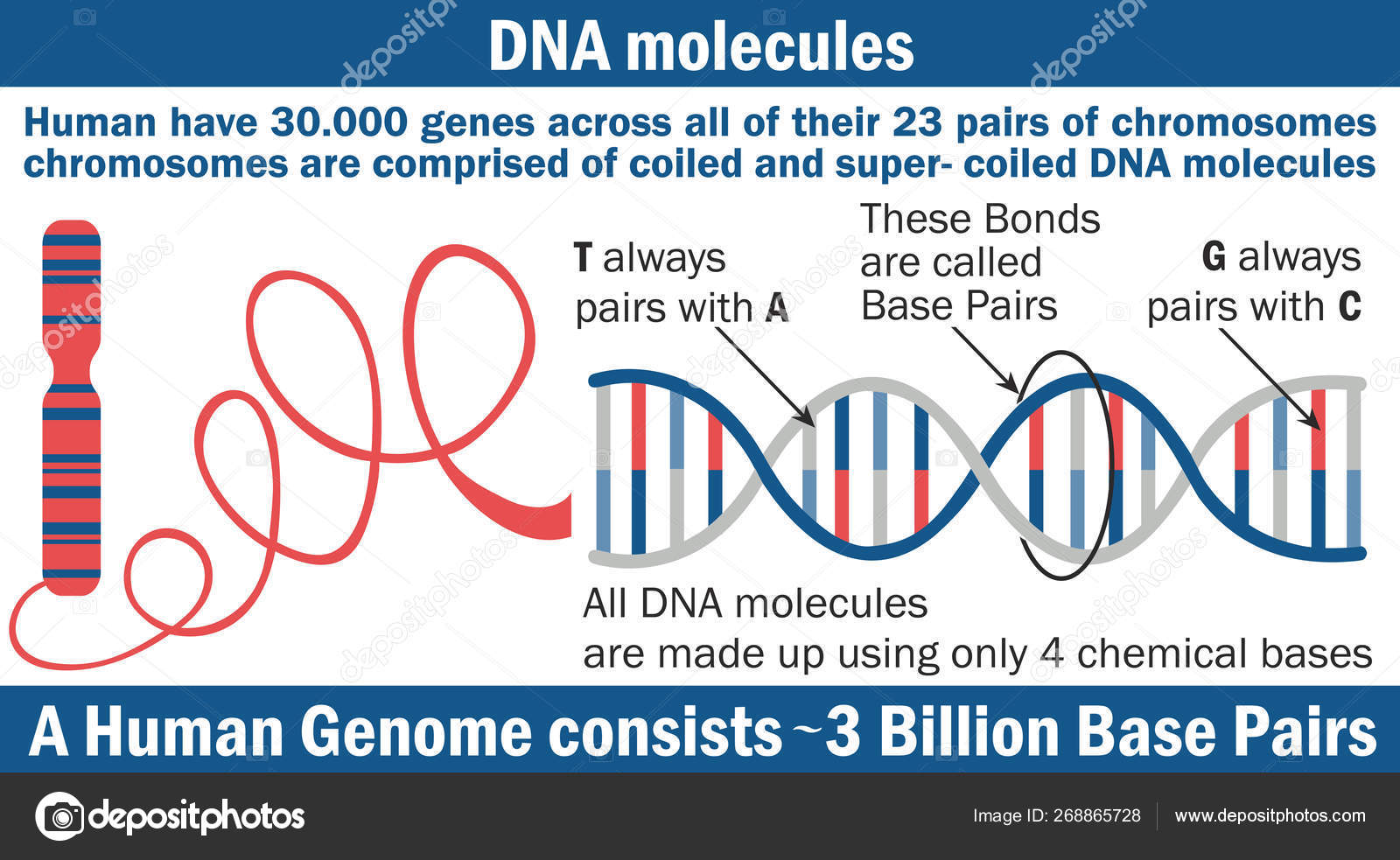 Structure Dna Molecule Infographic Elements Dna Structure Chromosome ...