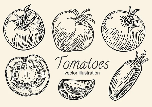 100,000 Desenho fases tomate Vector Images | Depositphotos