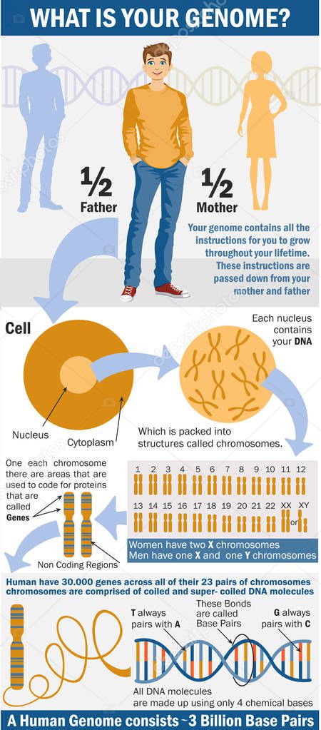 Infografías genómicas. ¿Cuál es tu genoma? Herencia genética. Sex Determination in Humans ...