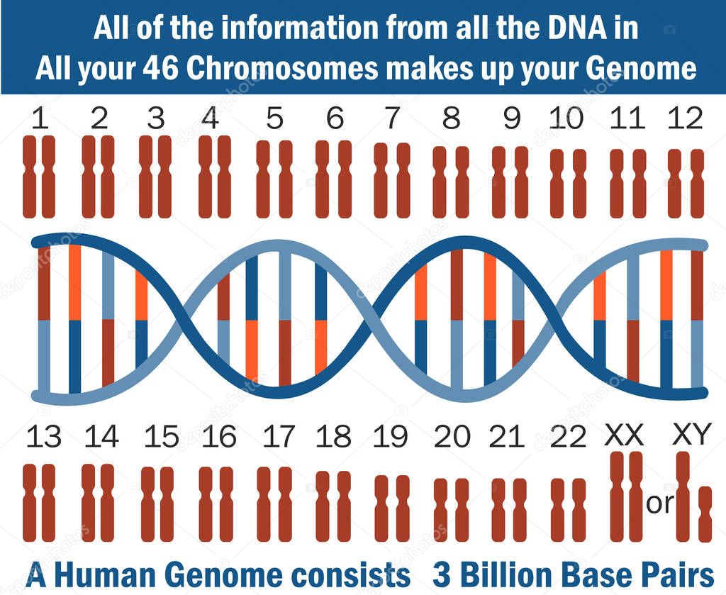 Cromosoma e ilustración del vector de ADN. Cromosomas humanos ...
