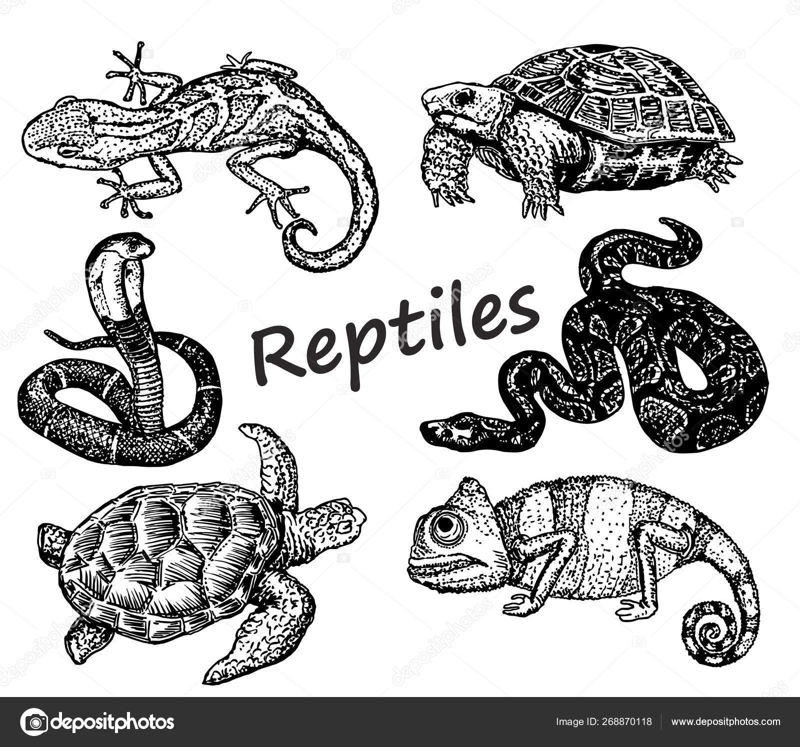 Reptiles Drawings
