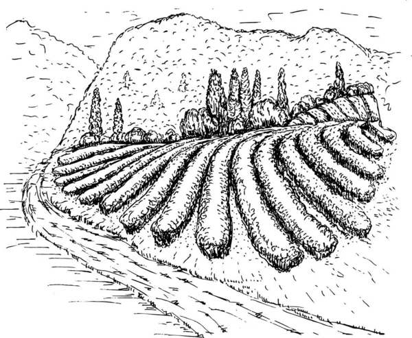 227 Tea plantation Stock Illustrations | Depositphotos®