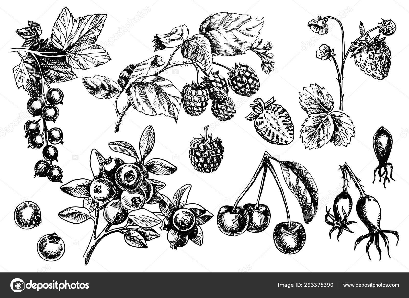 Set Berries Simply Vector Illustration Stock Vector by ©luisvv 293375390