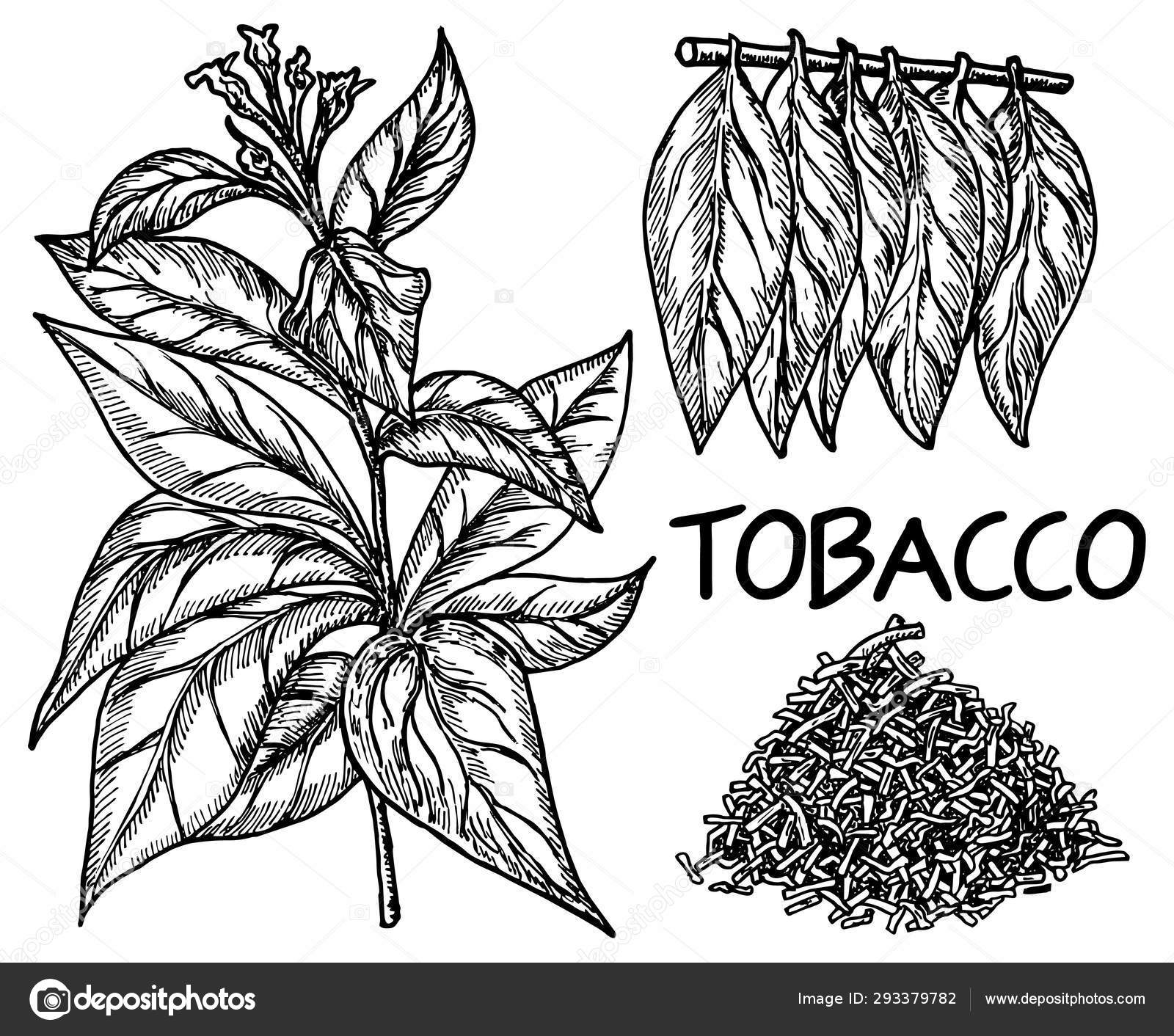 Tobacco Banner Simply Vector Illustration Stock Vector Image by ©luisvv ...