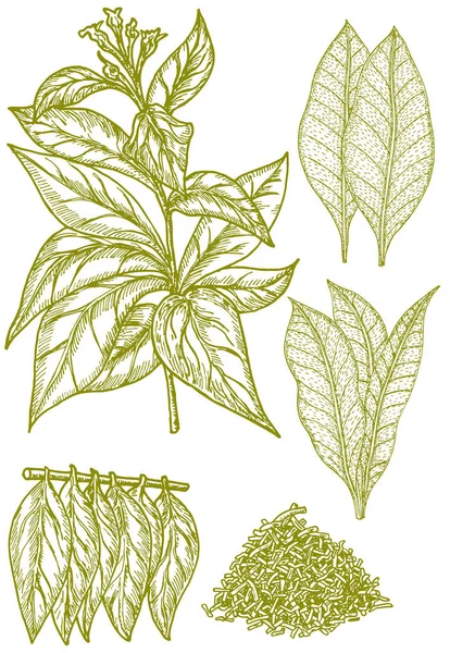 Daun tembakau Vector Art Stock Images | Depositphotos
