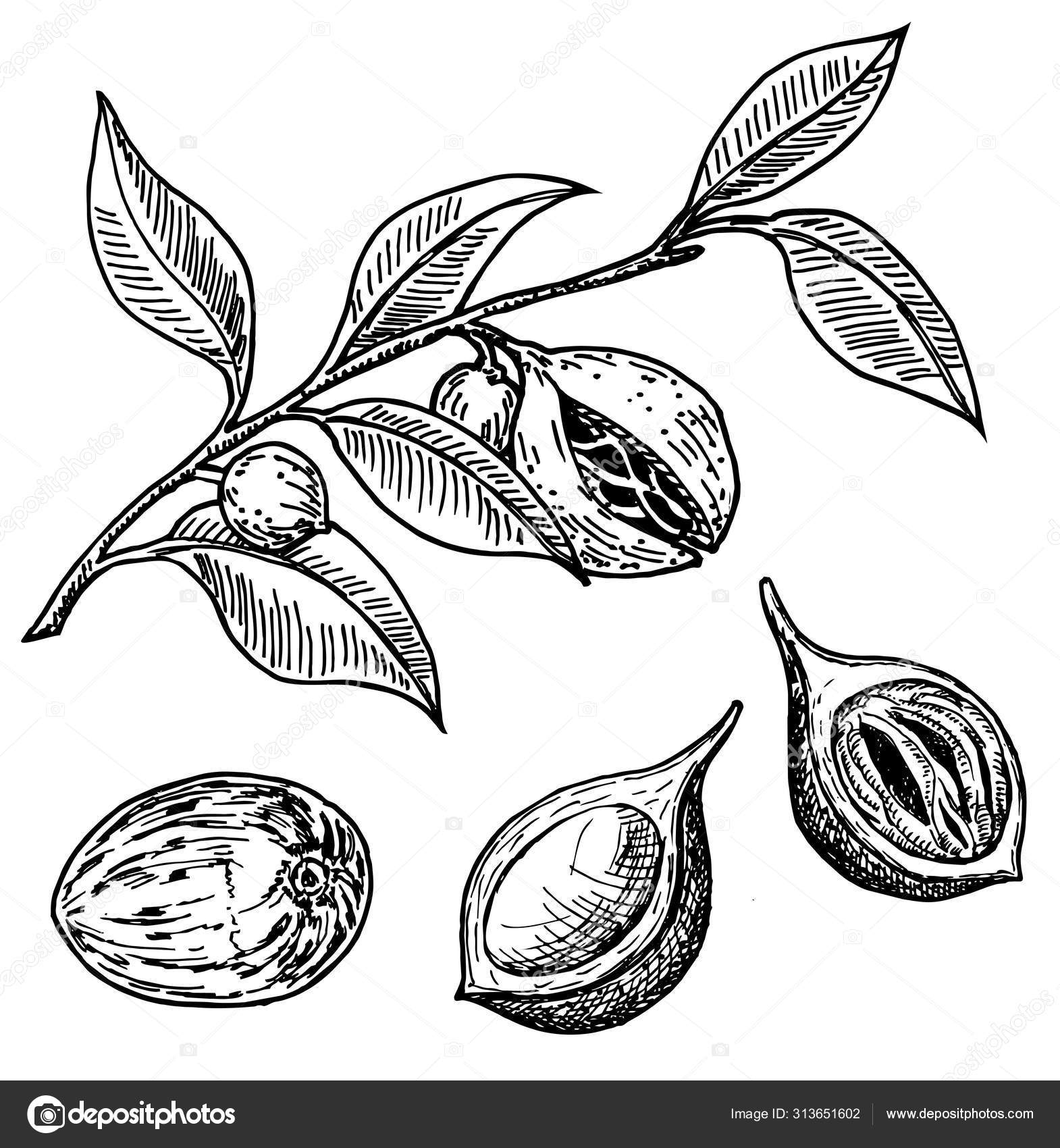 Nutmeg Plant Drawing