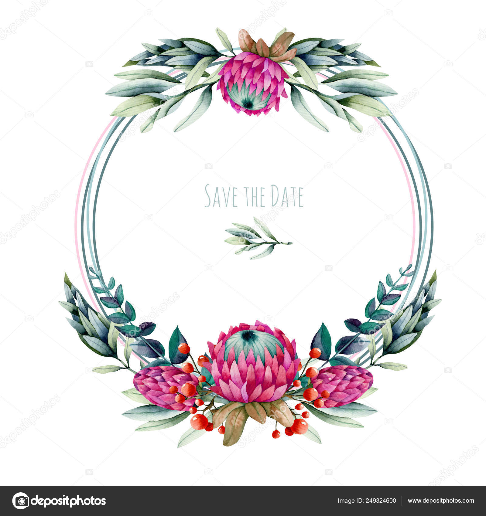 Frame Watercolor Pink Protea Flower Green Branches Hand Painted White ...