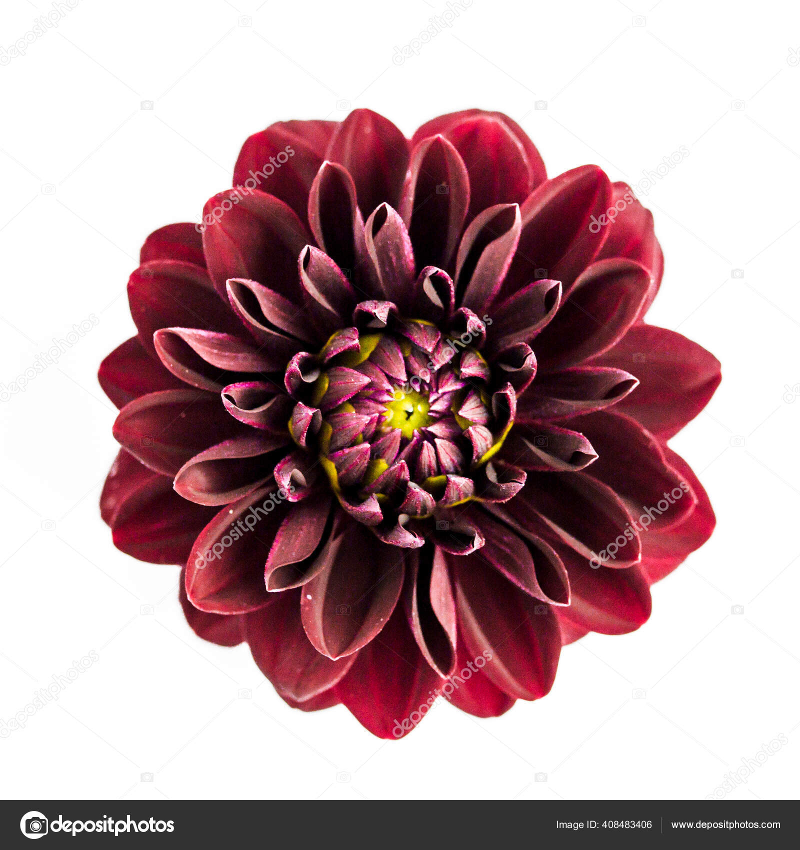 Maroon Dahlia Flower