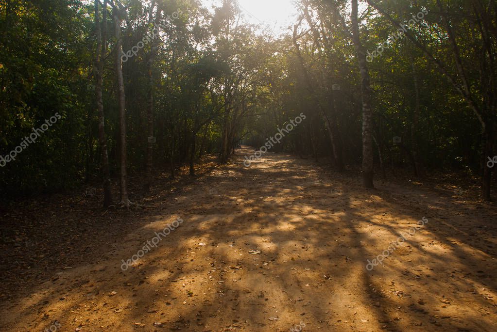 Sendero de la selva bordeado por árboles, que conduce a la famosa ...