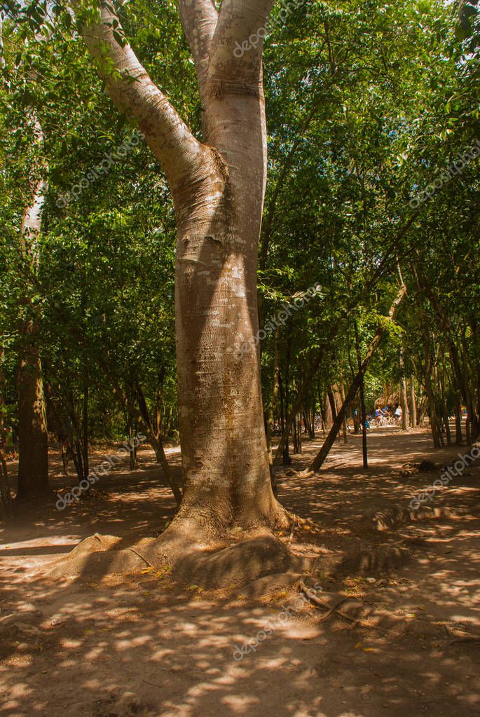 Sendero de la selva bordeado por árboles, que conduce a la famosa ...