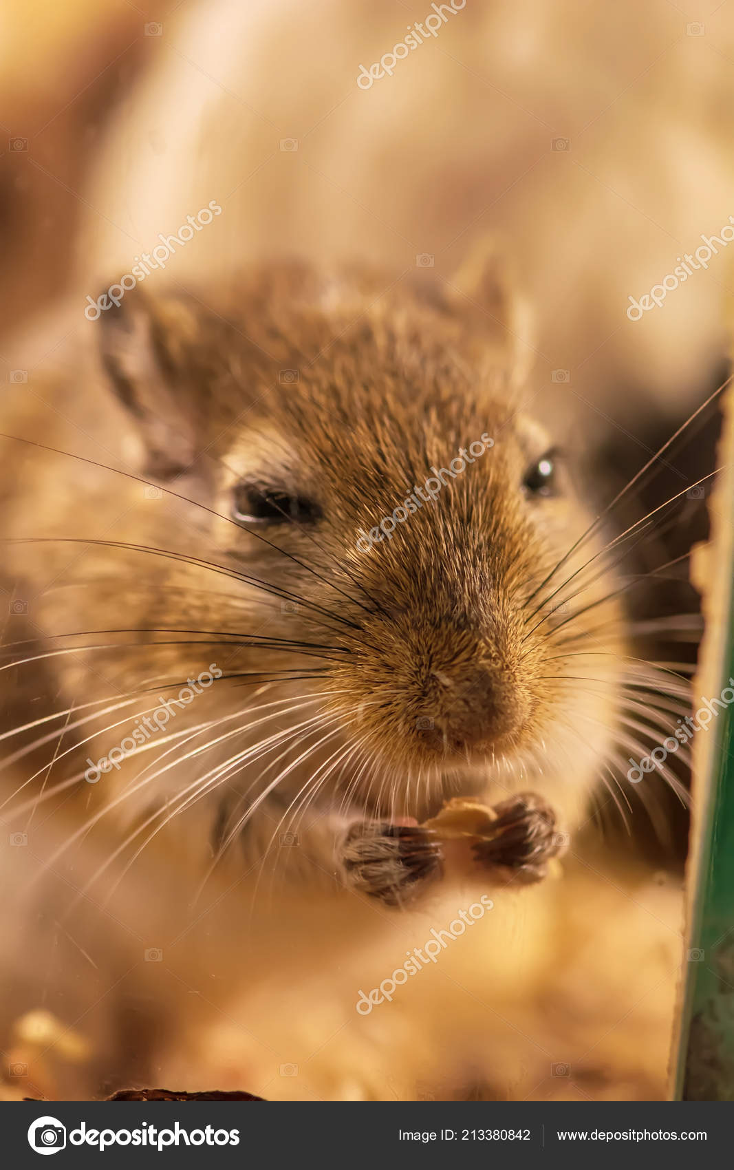Gerbil Called Desert Rats Small Mammal Stock Photo by ©DSom 213380842