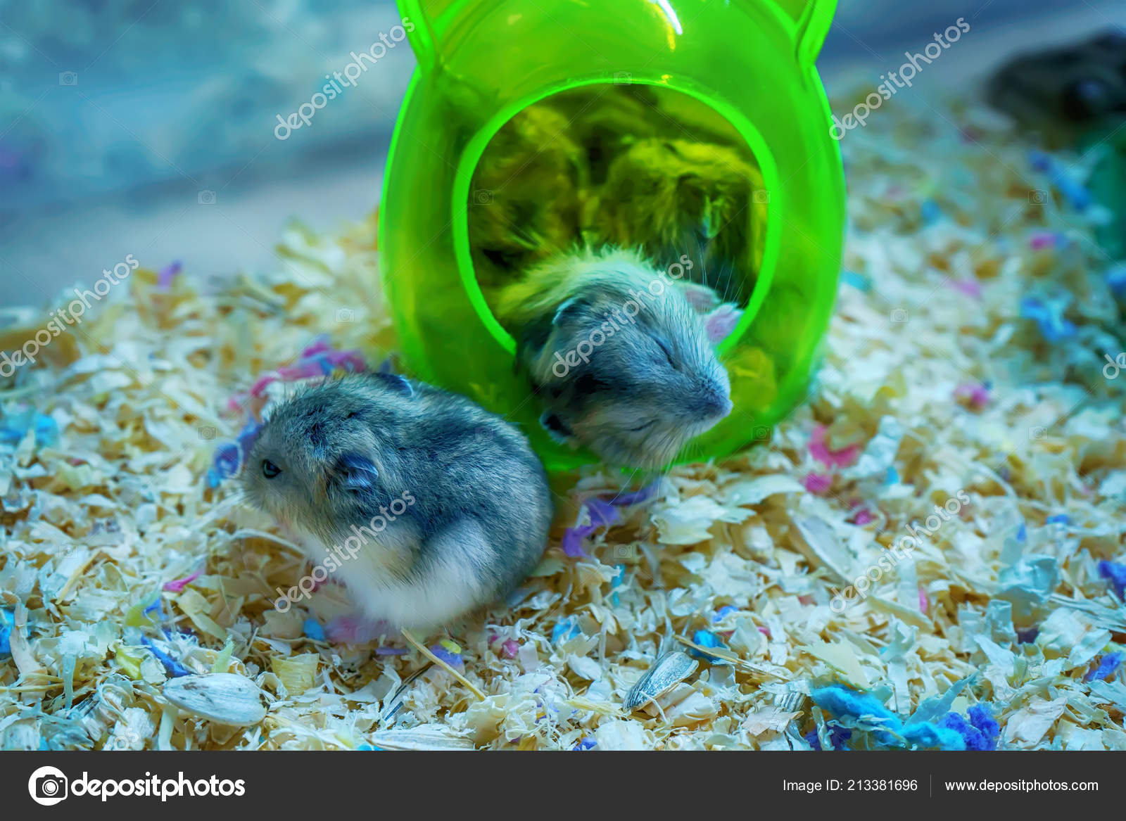 Fat-tailed Gerbil Or Pachyuromys Duprasi 7988020 Stock, 44% OFF