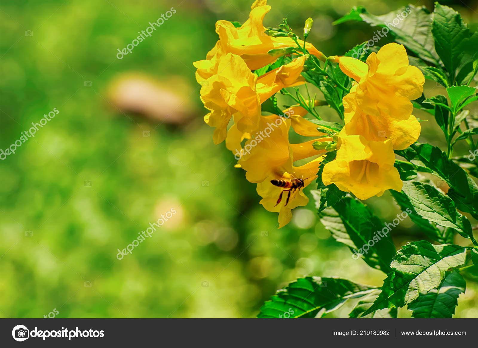 Bee Eating Pollen Cascabela Thevetia Nature Background — Stock Photo ...