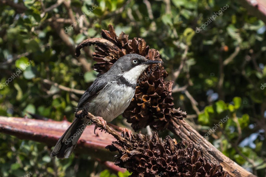 Apalis de garganta abierta (Apalis thoracica) sentado en un cactus en ...