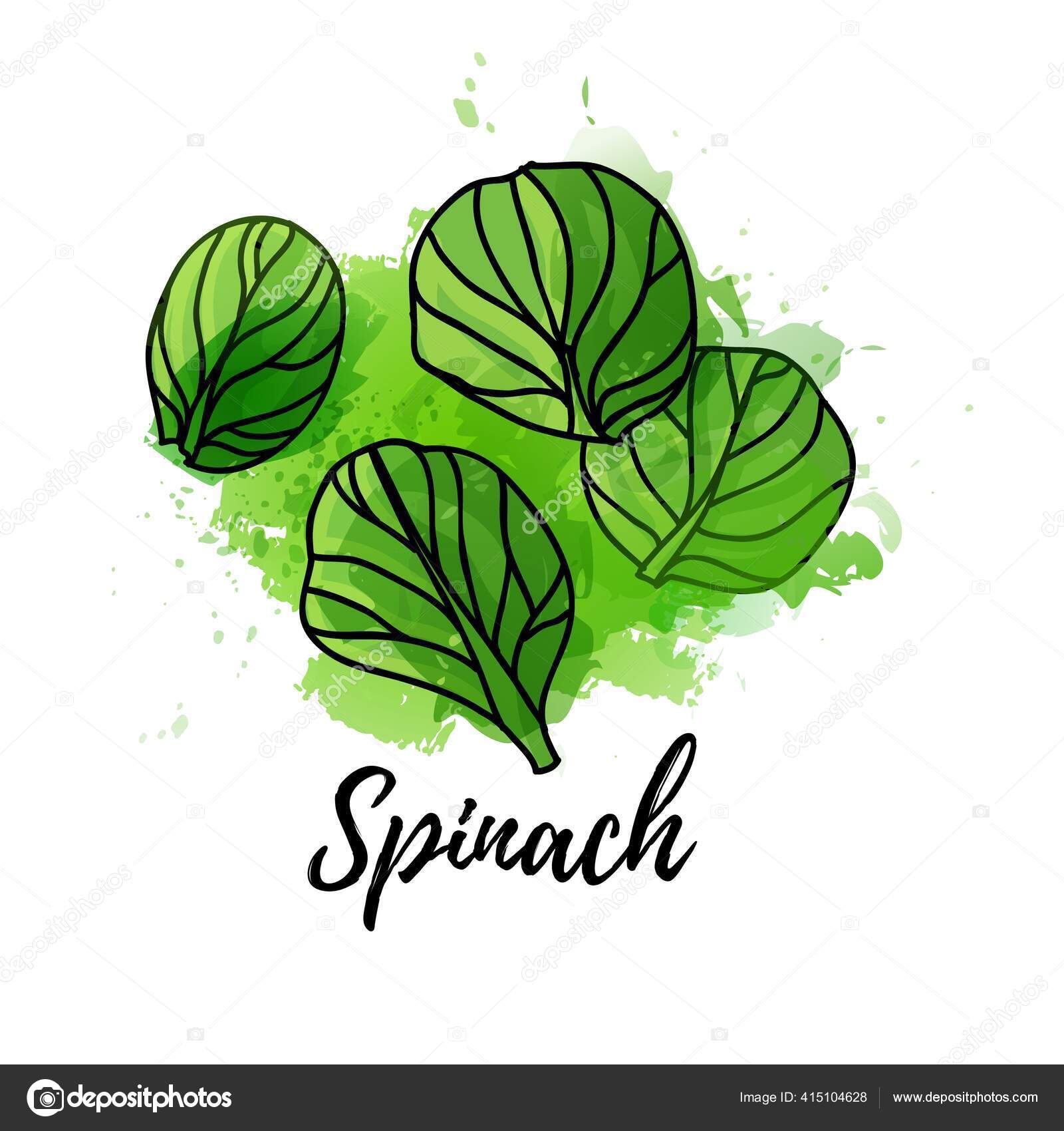 Download - Illustration of spinach. Vector watercolor splash background ...