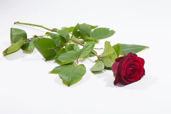 Broken rose Stock Photos, Royalty Free Broken rose Images | Depositphotos