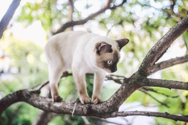 Cats in tree Stock Photos, Royalty Free Cats in tree Images | Depositphotos