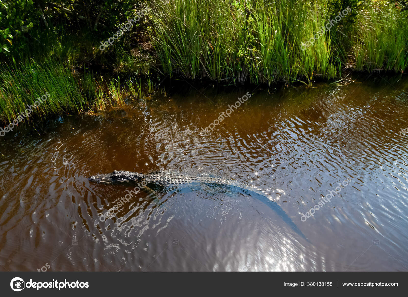 Crocodile Alligator Gator Swamp Everglades Gator Park Landscape Florida ...
