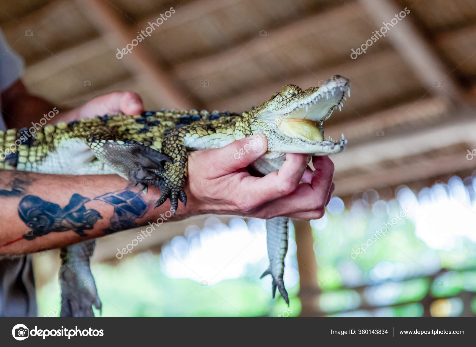 Usa Florida Everglades Gator Park June 2019 Staff Gator Breeding ...