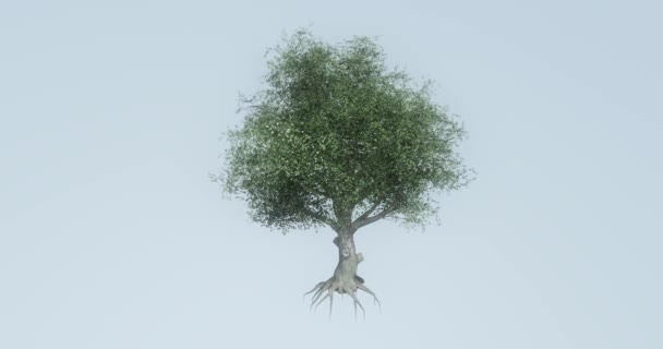 Tree with root — Stock Photo © orlaimagen #51362759