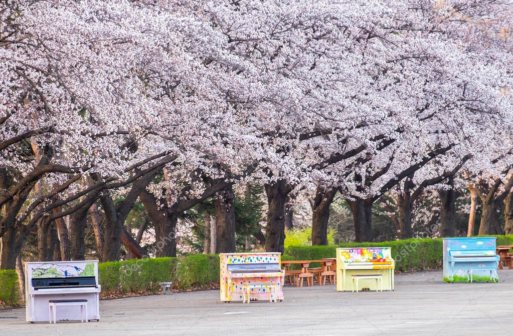 flores de cerezo floreciendo en primavera en Seúl Corea del Sur tomada ...