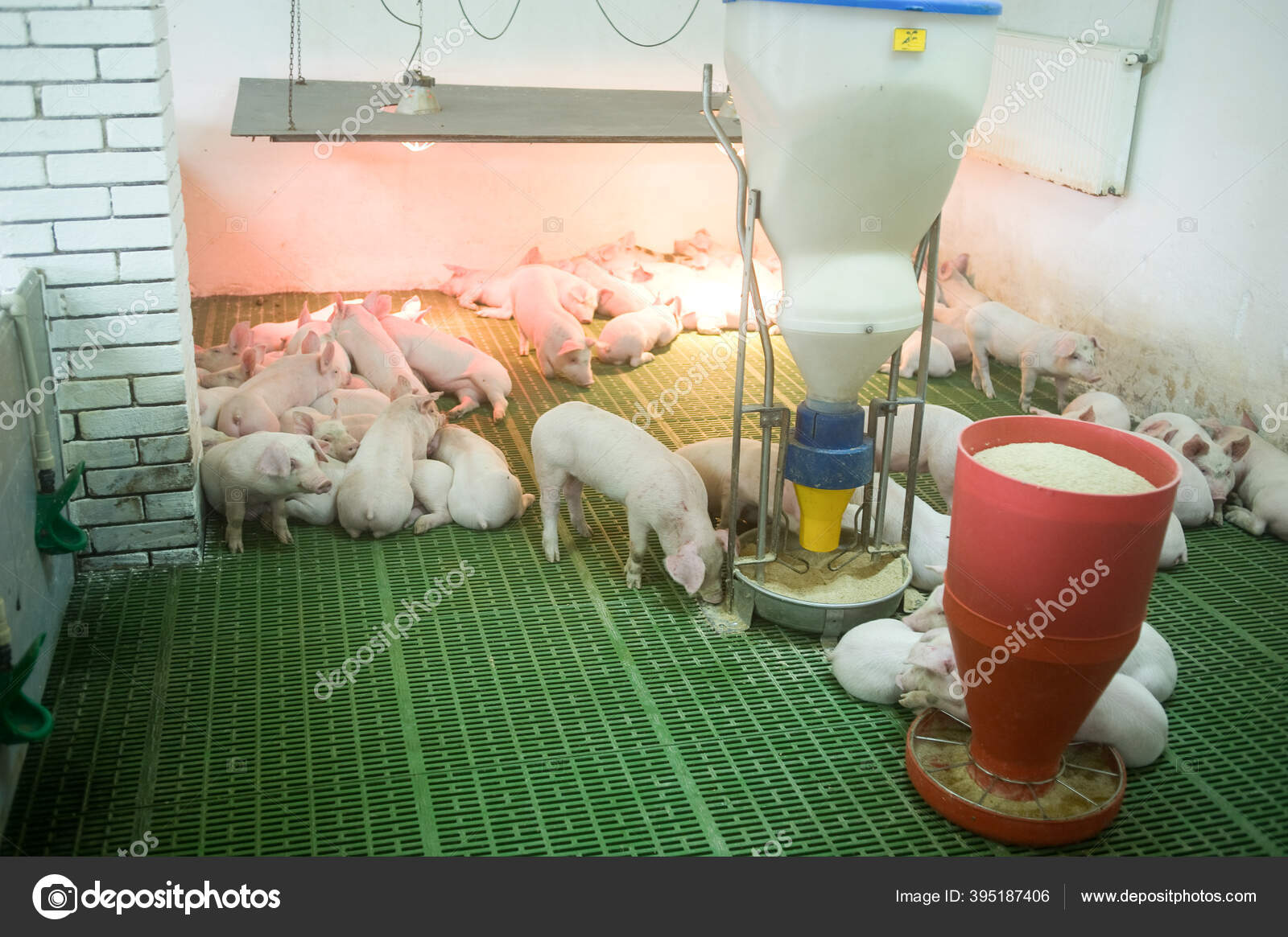Harvesting Pigs Farm — Stock Photo © alipko #395187406