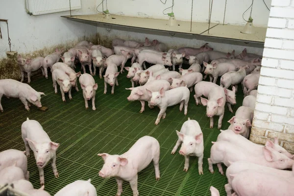 Factory farm Stock Photos, Royalty Free Factory farm Images | Depositphotos