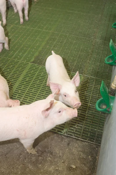 돼지 관리 Stock Photos, Royalty Free 돼지 관리 Images | Depositphotos