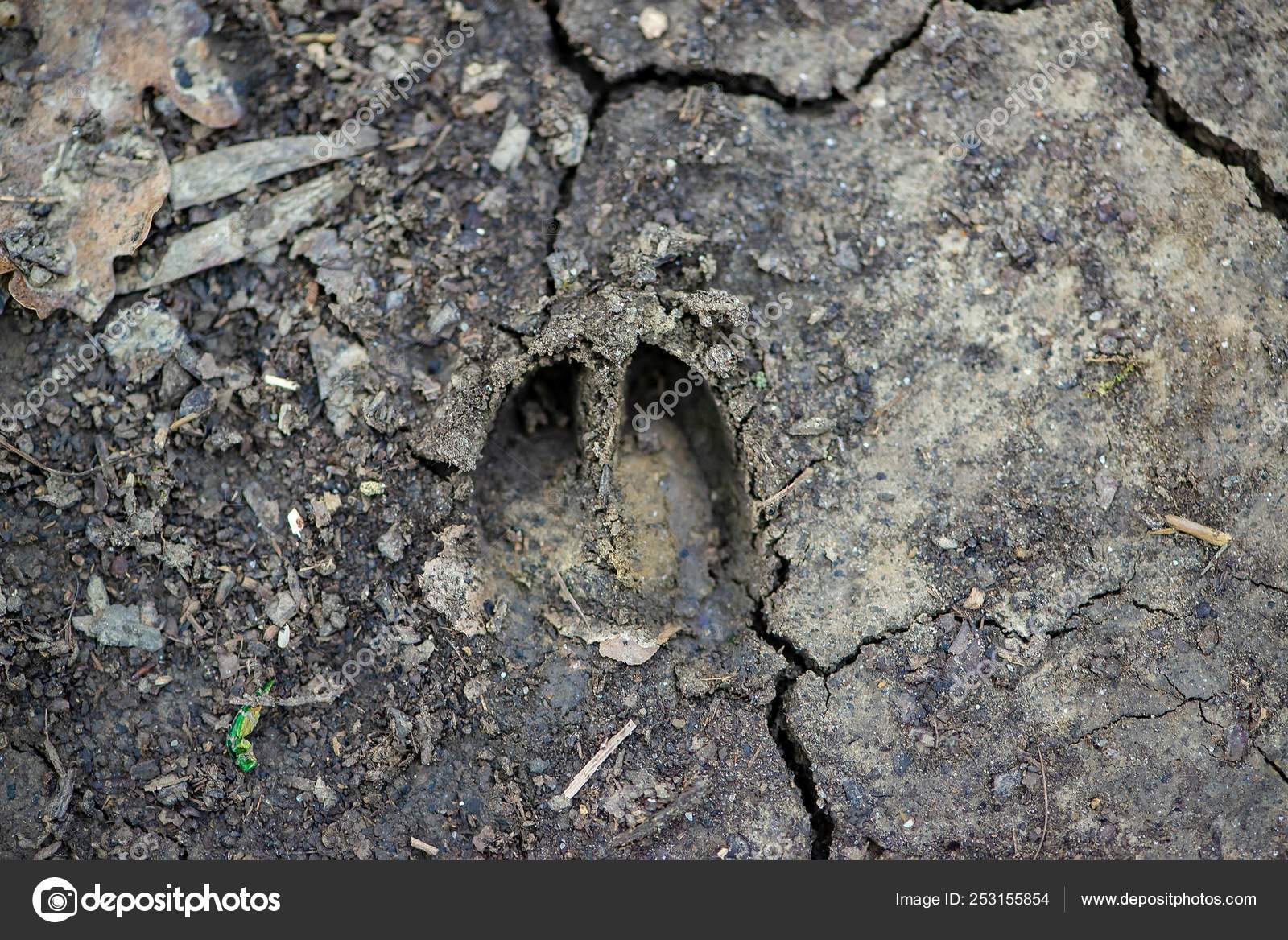 Footprint In Mud