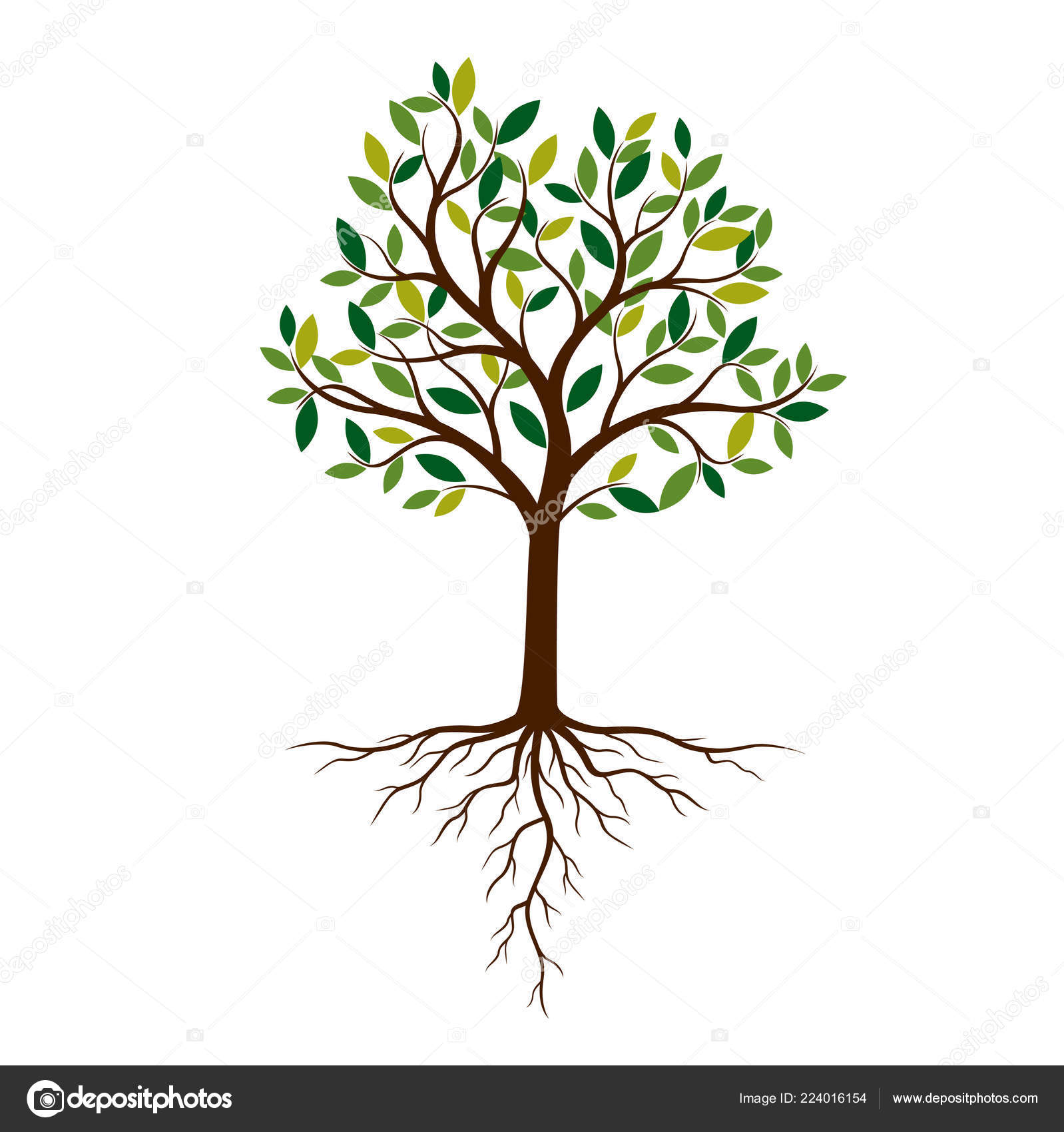 Plant With Roots Vector