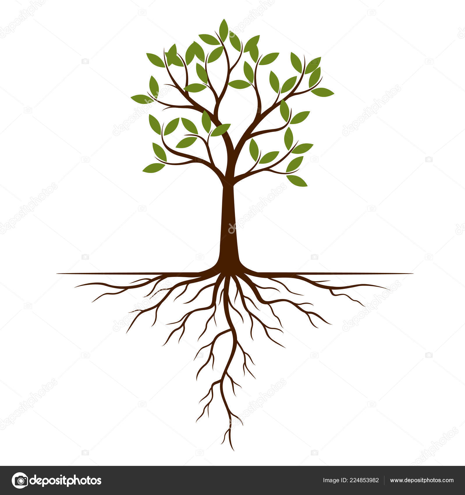 Plant Roots Vector