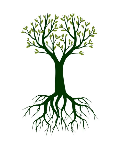 Green Shape Tree Leaves Roots Vector Outline Illustration Plant Garden ...