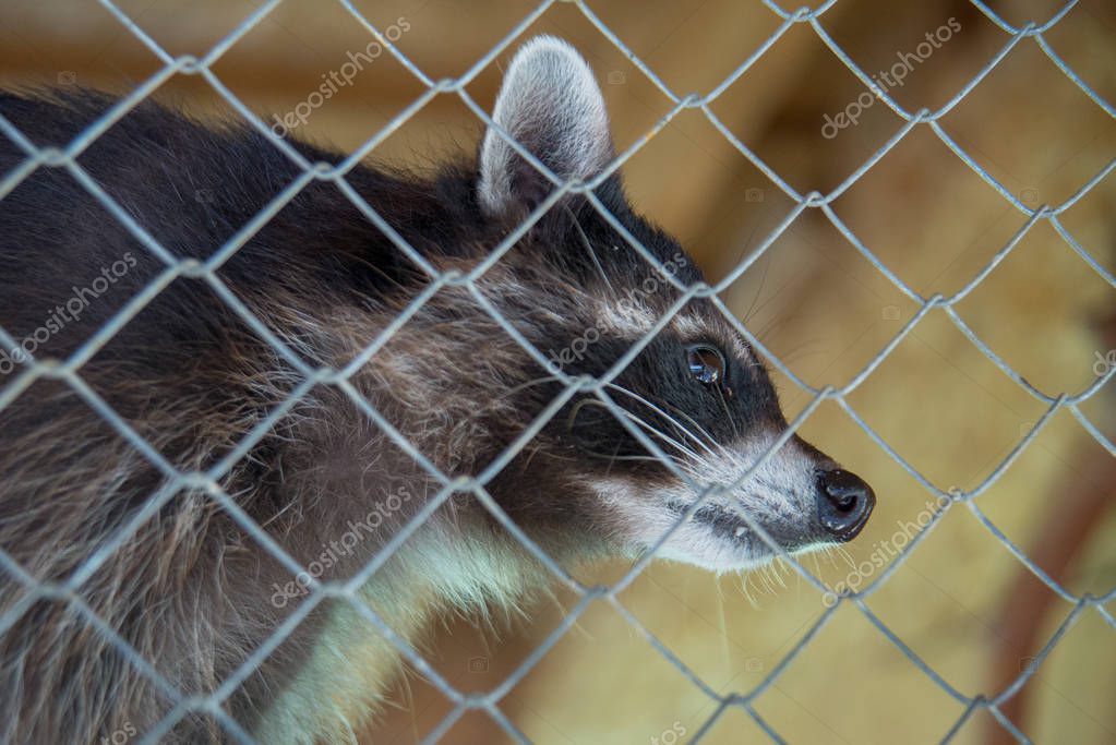 El mapache en la jaula se ve triste y llanamente pide comida. Animal en ...