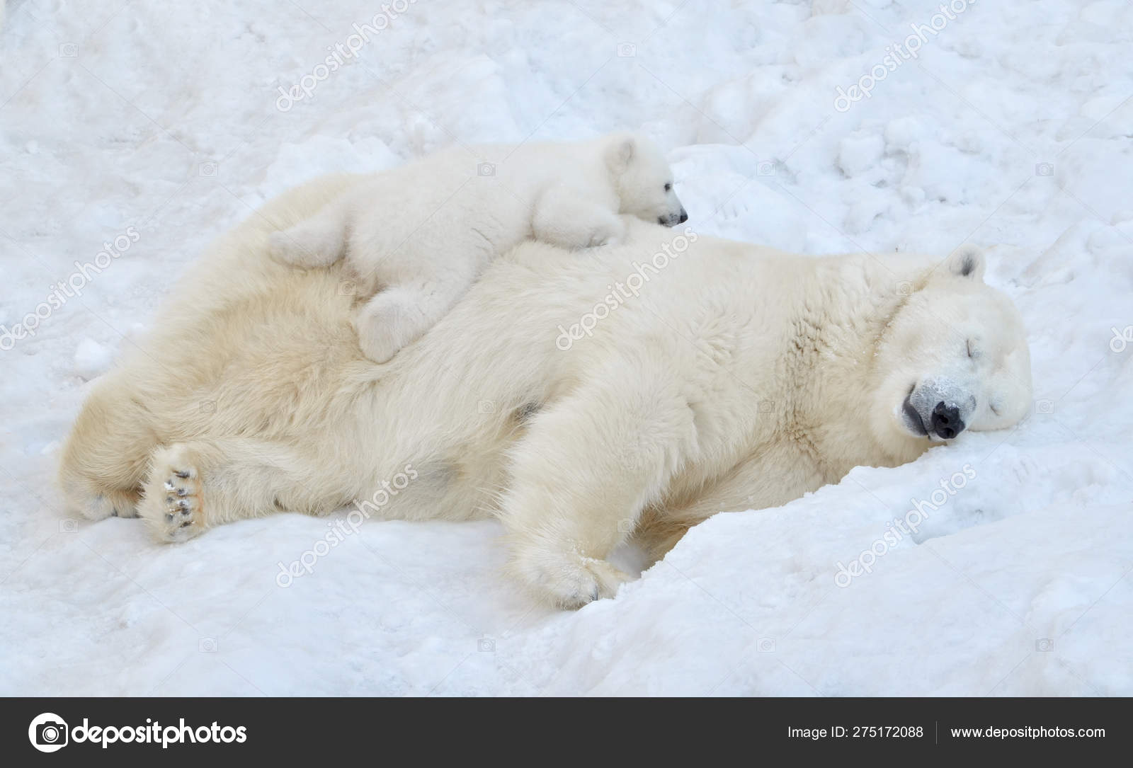 Where Do Polar Bears Sleep