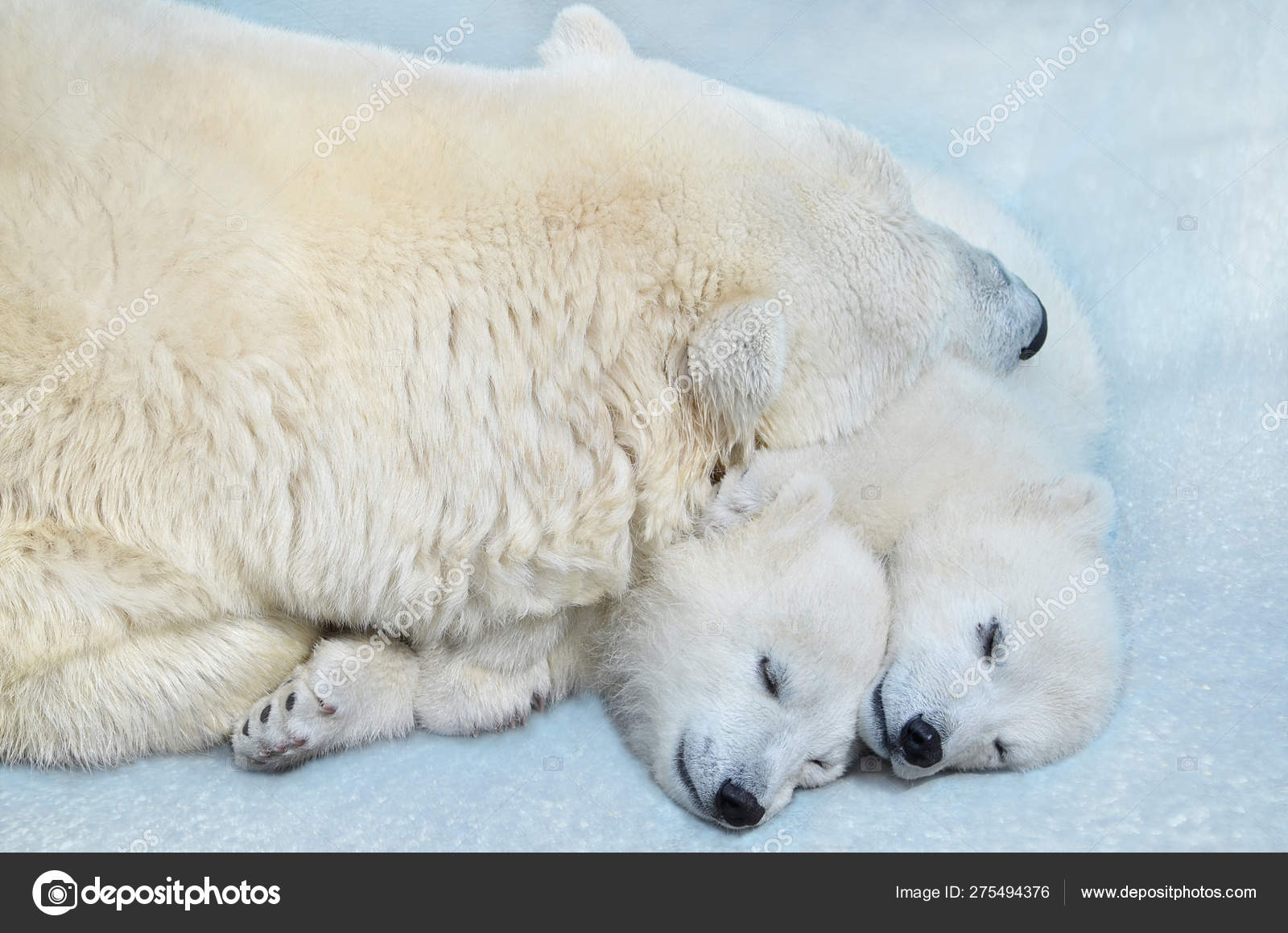 Polar Bear Cubs Sleeping