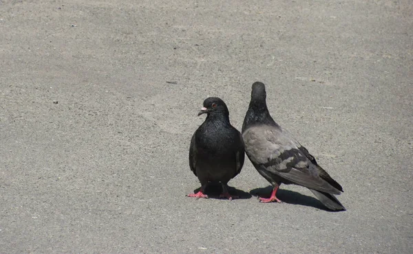 Wingman Stock Photos, Royalty Free Wingman Images | Depositphotos