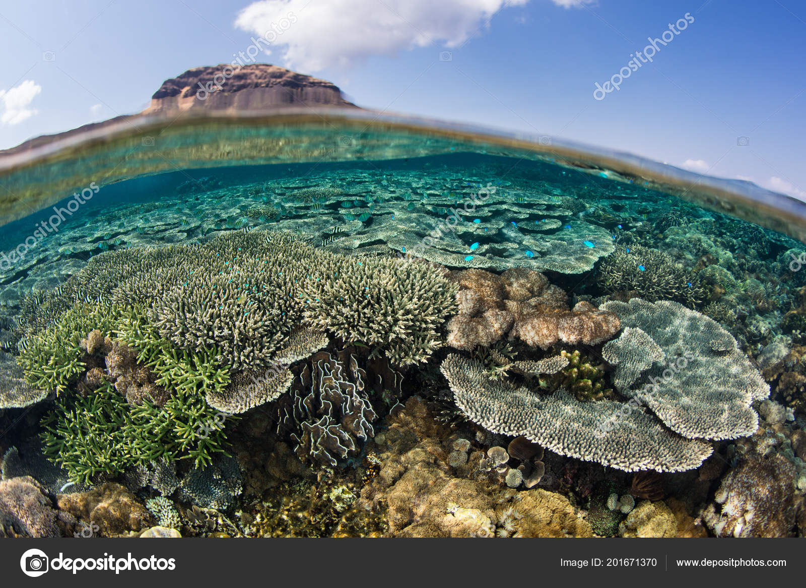 Healthy Corals Grow Just Surface Komodo Indonesia Tropical Region Part ...