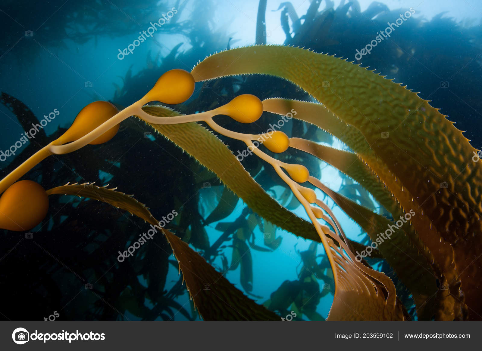 Giant Kelp