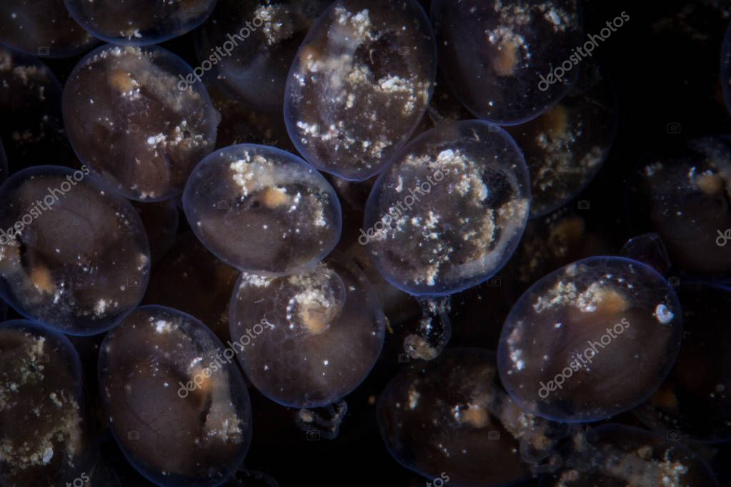 El pez rana de boca de mármol, Lophiocharon lithinostomus, se ...
