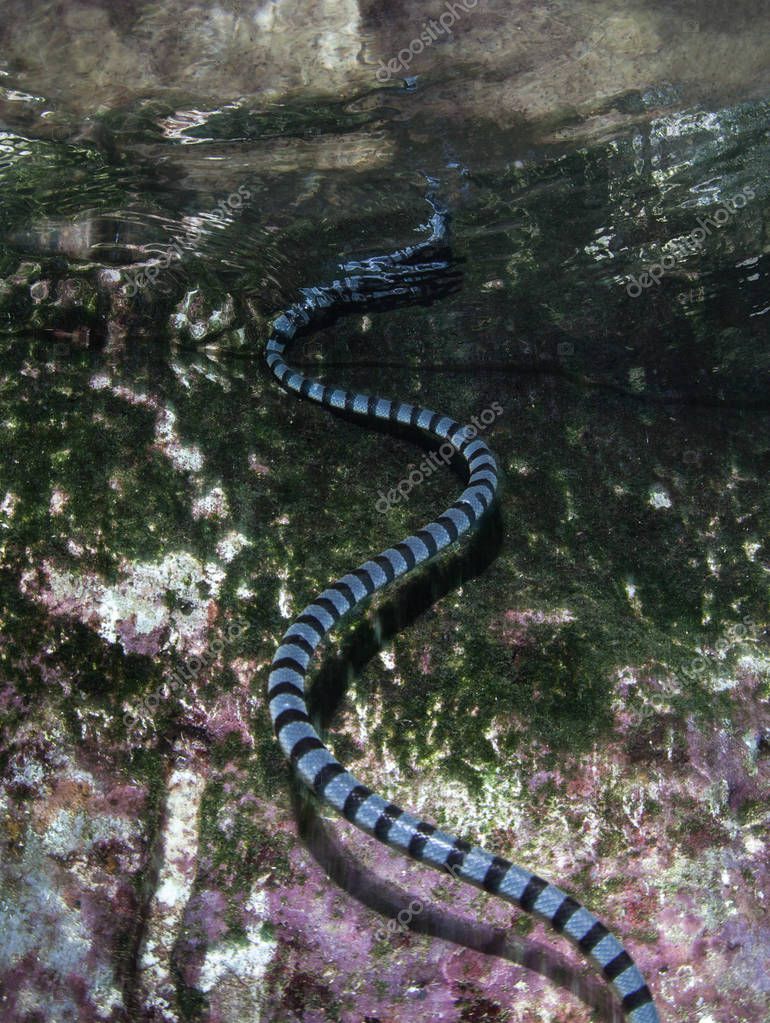 A Banded sea krait, Laticauda colubrina, nada en Raja Ampat, Indonesia ...