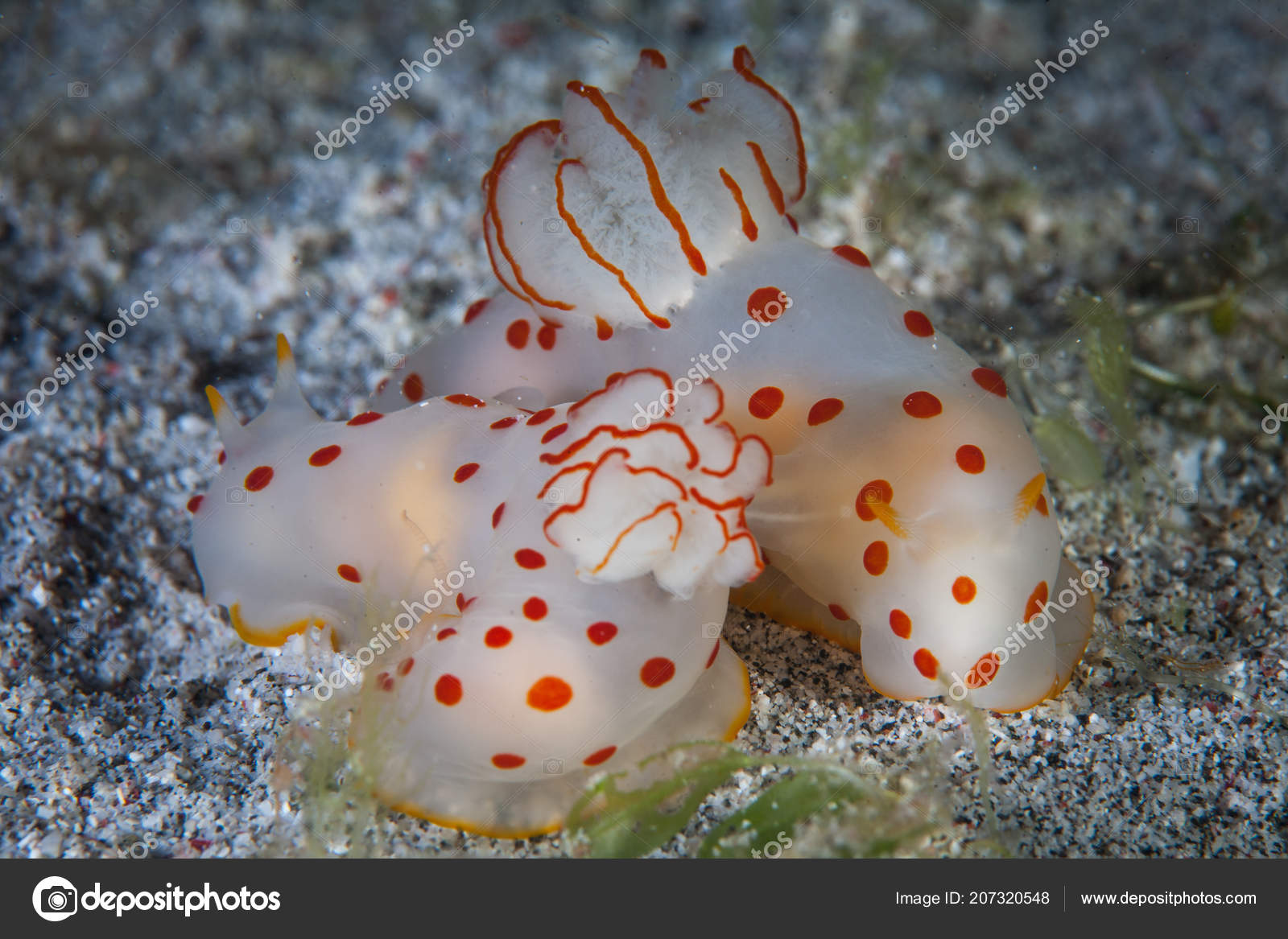Pair Rare Colorful Nudibranchs Gymnodoris Ceylonica Mate Sandy Seafloor ...