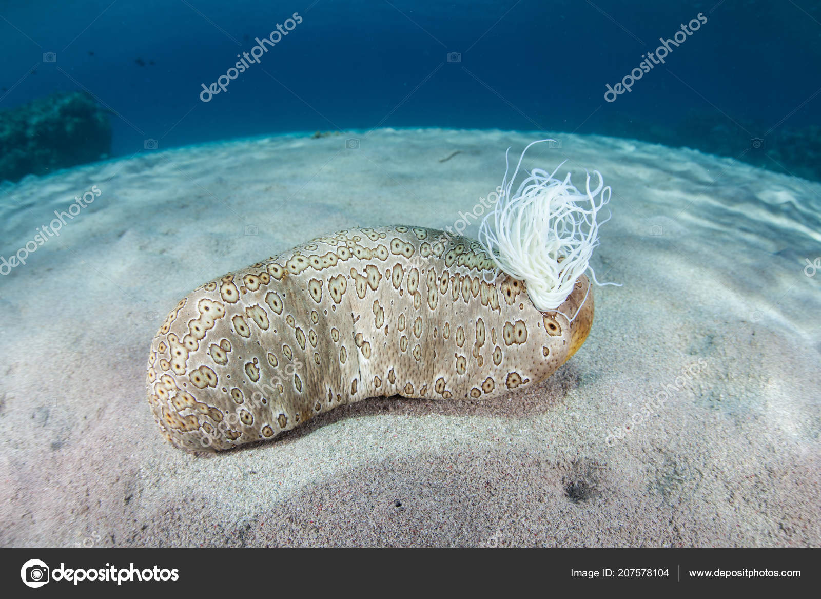 Sea Cucumber Defense Mechanism